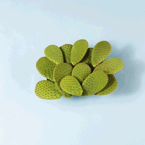 The Power of Cactus in Skincare